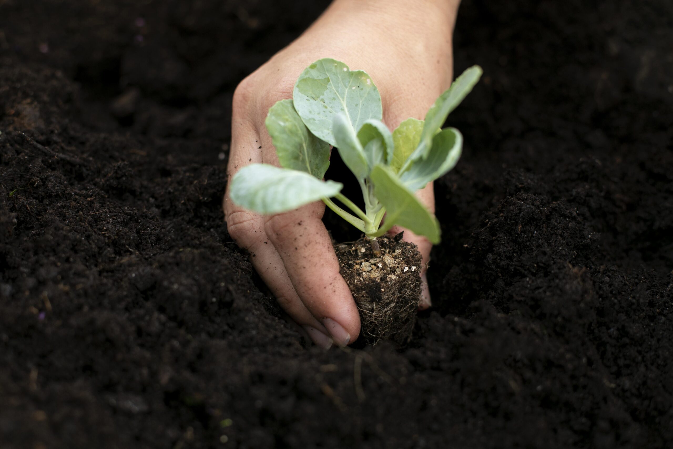5 Easy Tips for Transplanting Vegetable Seedlings - Buy n Farm 5 Easy Tips for Transplanting Vegetable Seedlings - Buy n Farm