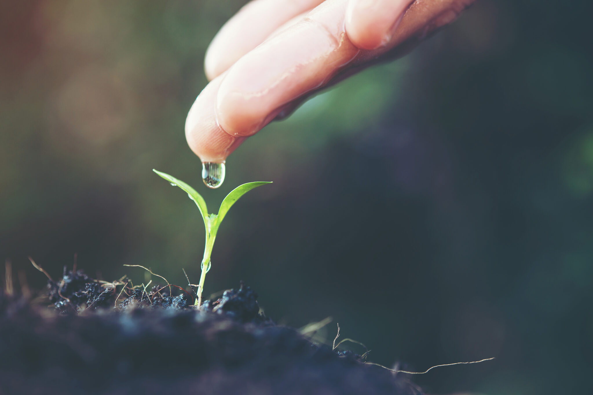 What Is Seedling? A Complete Guide By Buy n Farm